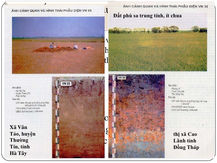 Phù Sa Là Gì? Tìm Hiểu Về Phù Sa Là Gì?